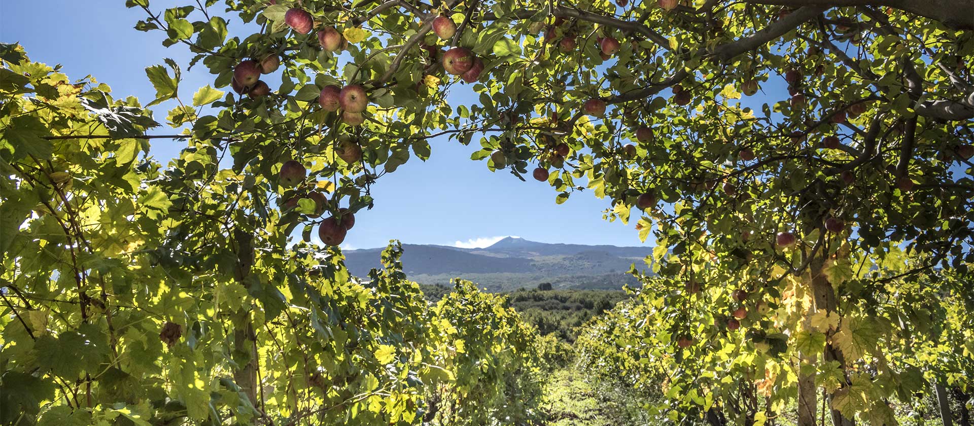 Cantine Etna: visita e degustazione vini Donnafugata